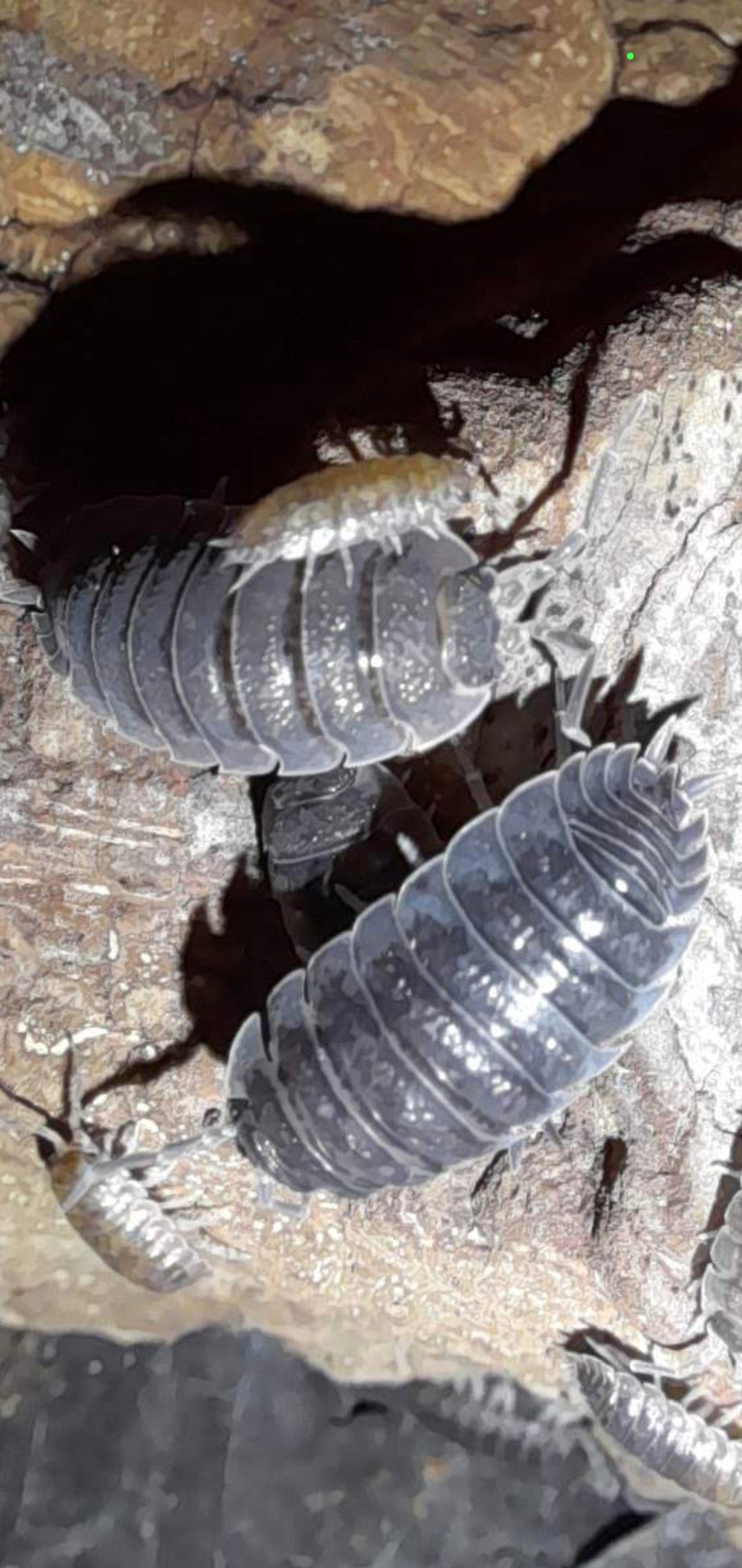 P. Scaber "wild" 15 pc – lands snail 02